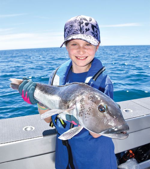 Blue Cod - Species Guide